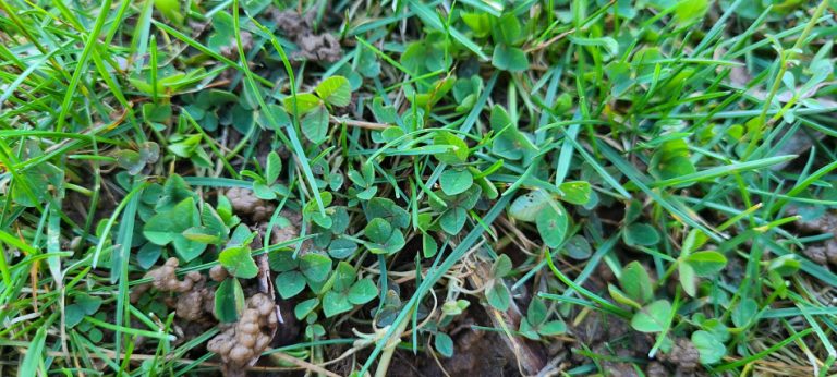 Pictures Of Common Garden/Lawn Weeds Emerging In Spring – GrowIt BuildIT