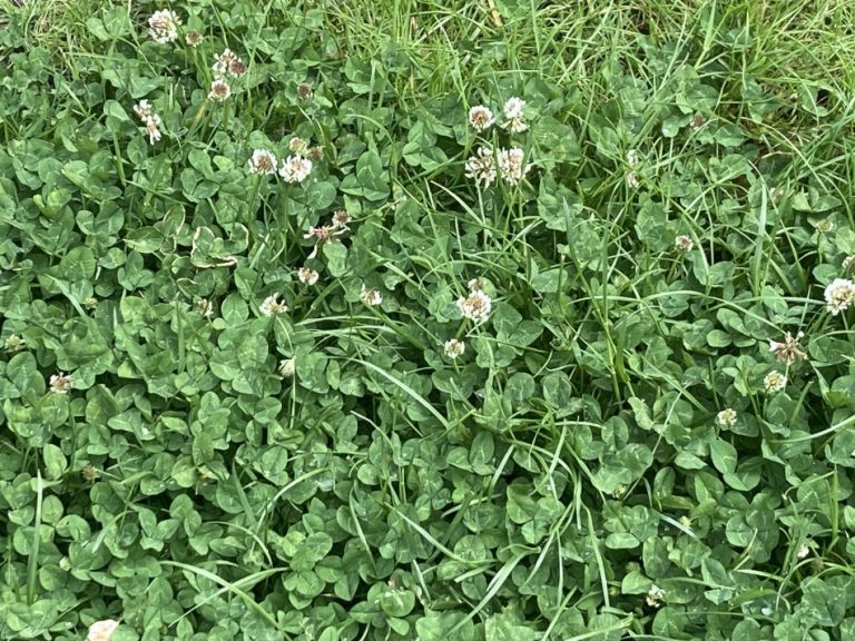 Pictures Of Common Garden/Lawn Weeds Emerging In Spring – GrowIt BuildIT