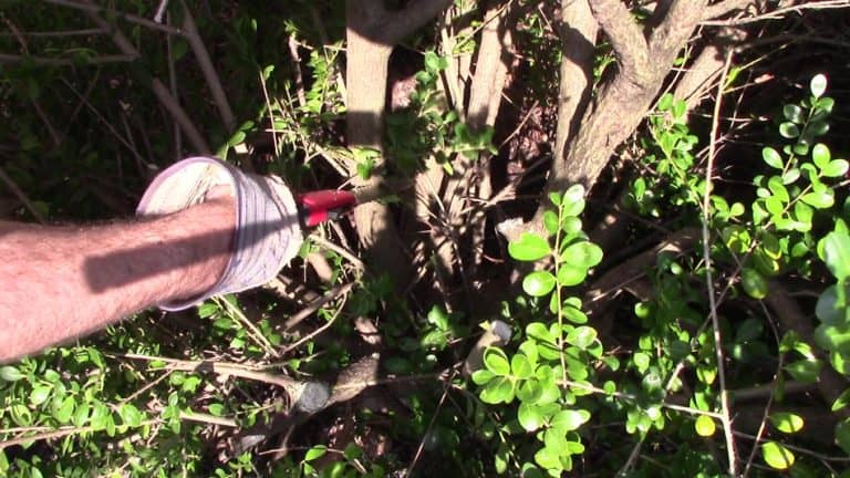 How To Remove A Bush Or Shrub – GrowIt BuildIT