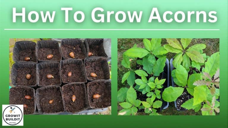 How To Plant Acorns And Grow Oak Trees – GrowIt BuildIT