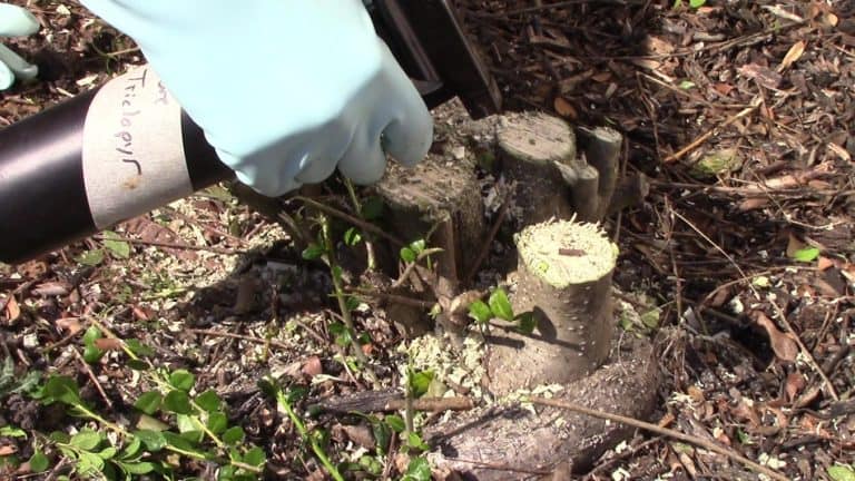 How To Remove A Bush Or Shrub – GrowIt BuildIT
