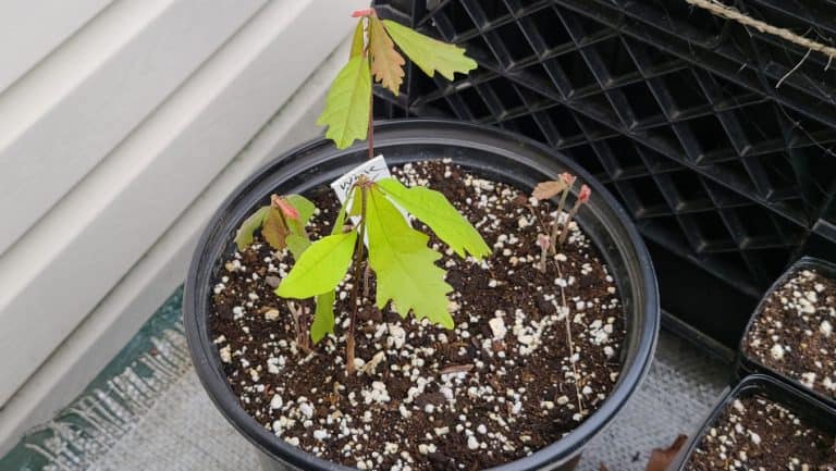 How To Plant Acorns And Grow Oak Trees – GrowIt BuildIT