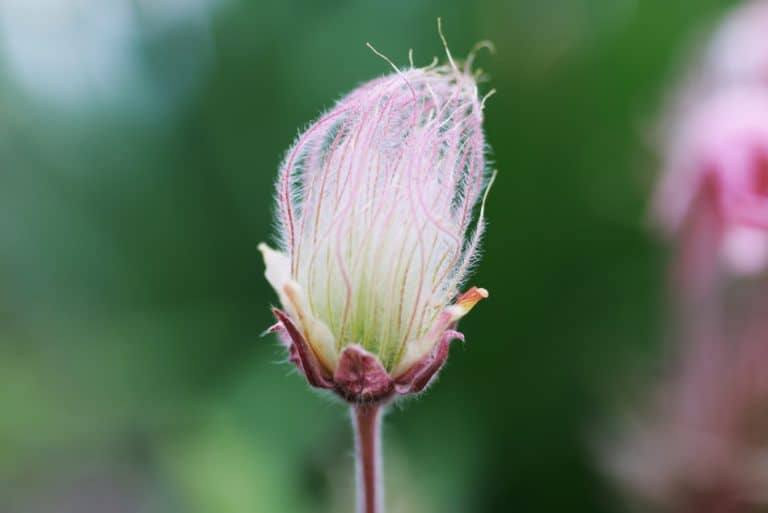 Prairie Smoke – A Complete Guide To Geum triflorum – GrowIt BuildIT