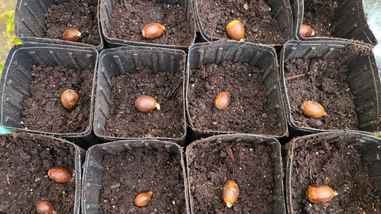 How To Plant Acorns And Grow Oak Trees – GrowIt BuildIT