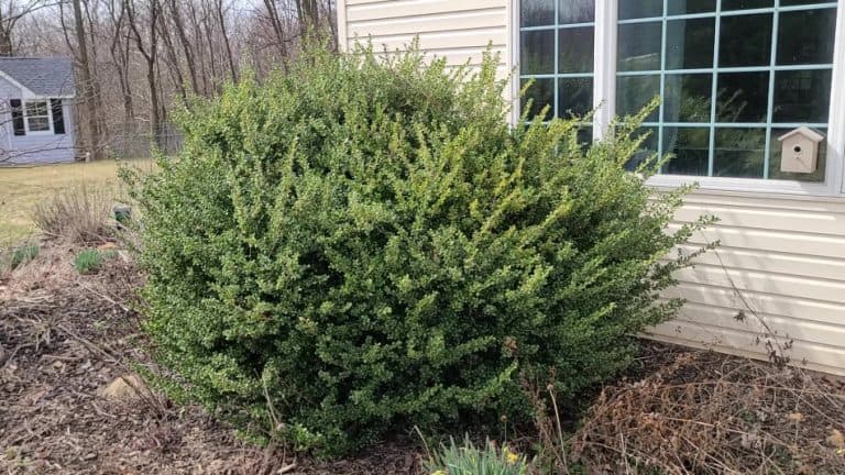 How To Remove A Bush Or Shrub – GrowIt BuildIT
