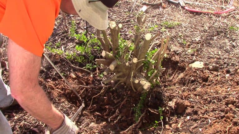 How To Remove A Bush Or Shrub – GrowIt BuildIT