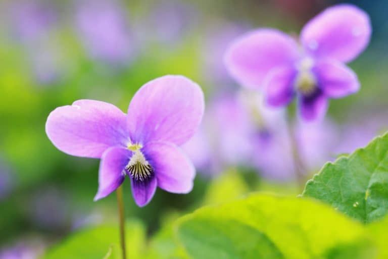 Wild Violet – Overview of Facts, Growing Conditions – GrowIt BuildIT