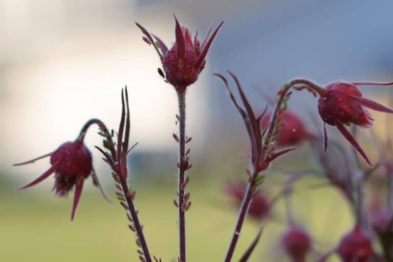 Prairie Smoke – A Complete Guide To Geum triflorum – GrowIt BuildIT