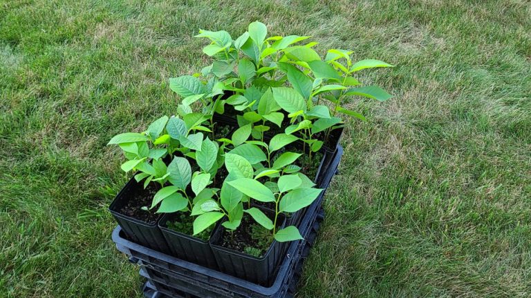 How To Grow Pawpaws From Seed (>90% Germination Rate) – GrowIt BuildIT