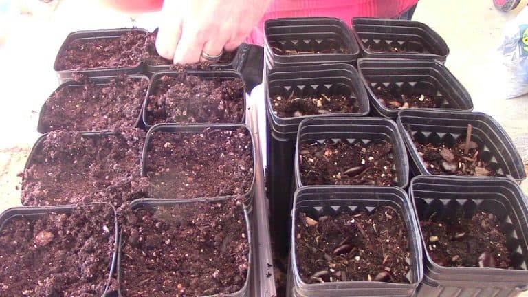 How To Grow Pawpaws From Seed (>90% Germination Rate) – GrowIt BuildIT