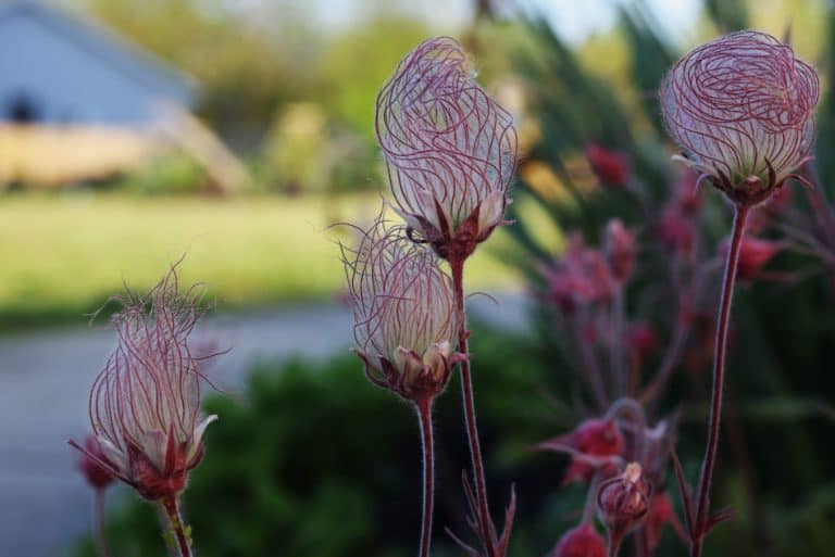 Prairie Smoke – A Complete Guide To Geum triflorum – GrowIt BuildIT