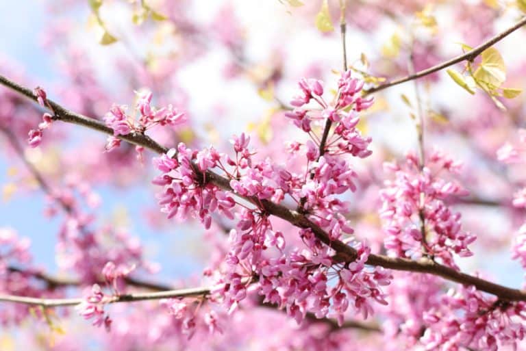 Complete guide to Redbud Tree – What you NEED to know – GrowIt BuildIT