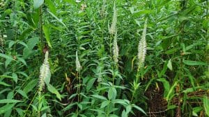 Complete Guide To Culver’s Root, (Veronicastrum virginicum) – GrowIt ...