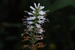 Complete Guide To Culver’s Root, (Veronicastrum virginicum) – GrowIt ...