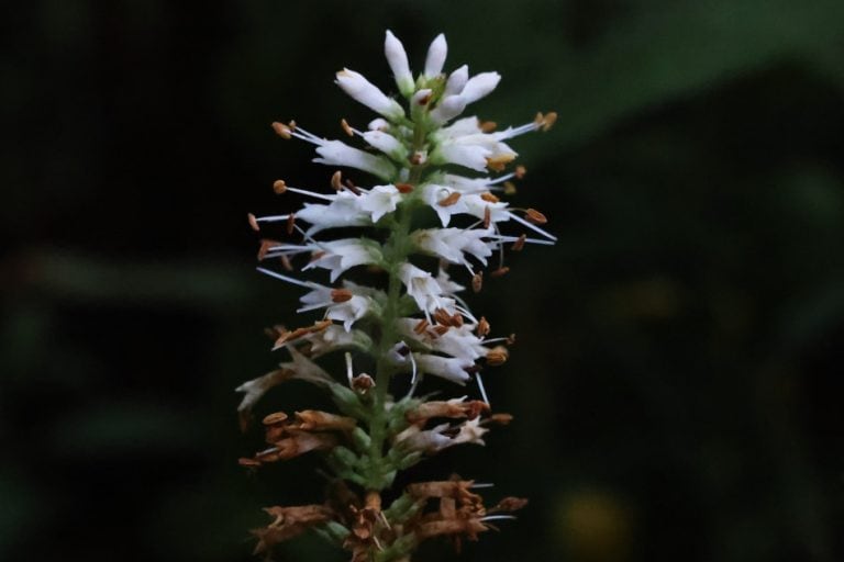 Complete Guide To Culver’s Root, (Veronicastrum virginicum) – GrowIt ...