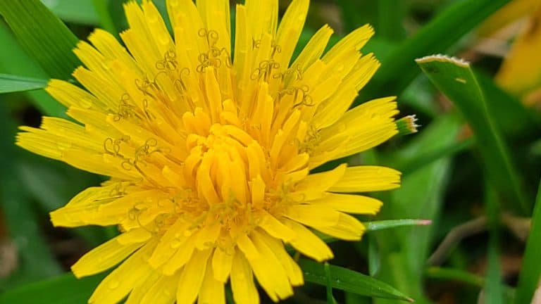 The Dandelion – The Most Common Of Flowers – GrowIt BuildIT
