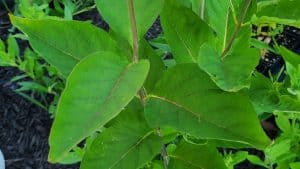 Poke Milkweed – A Non-Aggressive Type Of Milkweed – GrowIt BuildIT