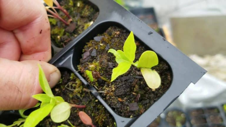 Poke Milkweed – A Non-Aggressive Type Of Milkweed – GrowIt BuildIT