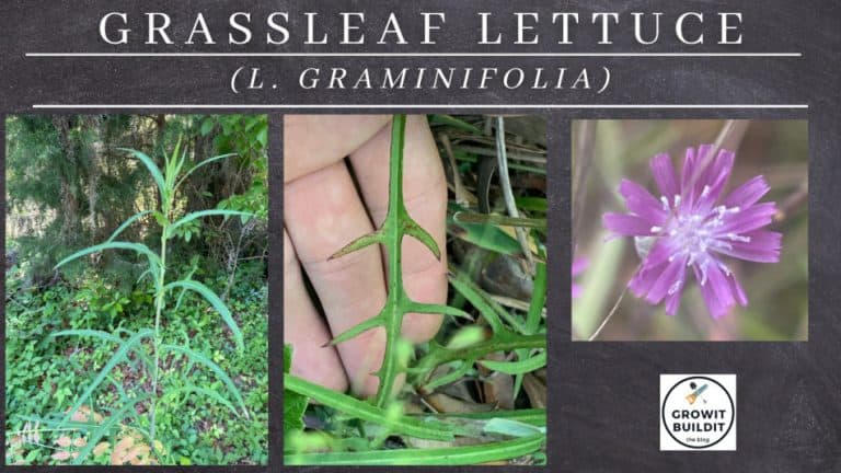 Wild Lettuce Identification Guide For North America – GrowIt BuildIT