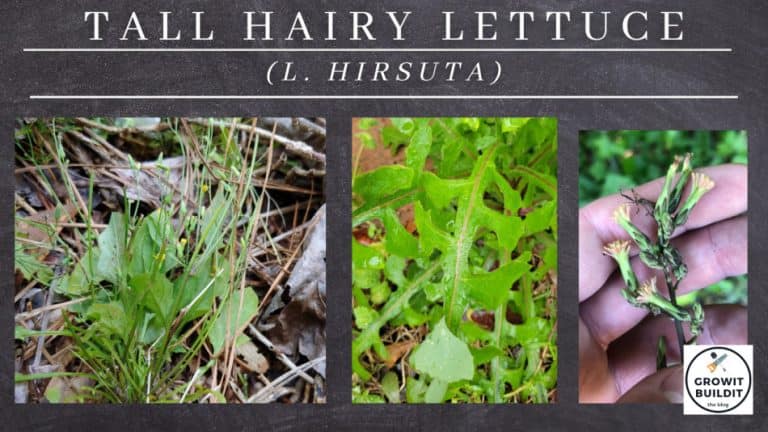 Wild Lettuce Identification Guide For North America – GrowIt BuildIT