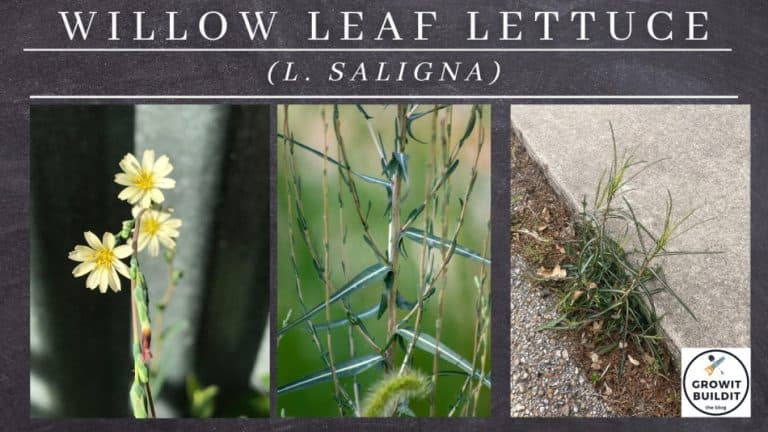 Wild Lettuce Identification Guide For North America – GrowIt BuildIT