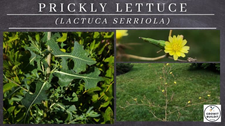 Wild Lettuce Identification Guide For North America – GrowIt BuildIT