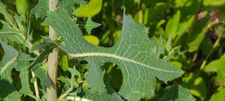 Wild Lettuce Identification Guide For North America – GrowIt BuildIT