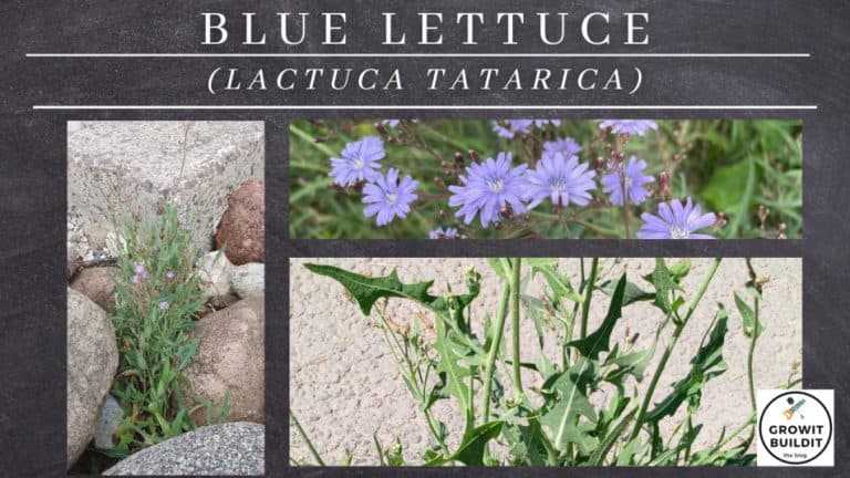 Wild Lettuce Identification Guide For North America – GrowIt BuildIT