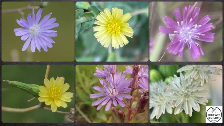 Wild Lettuce Identification Guide For North America – GrowIt BuildIT