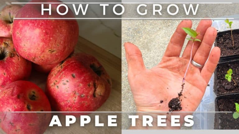 A Beginner’s Guide To Growing Apple Trees From Seed – GrowIt BuildIT