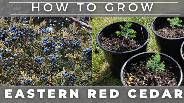 A guide to starting Red Cedar from seed, with actual results | GrowIt ...