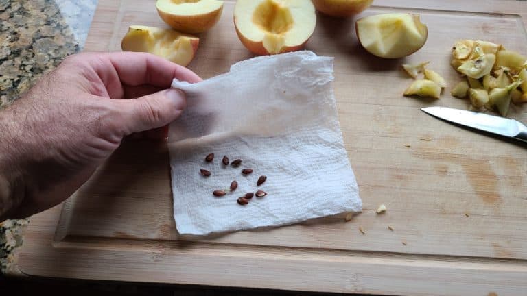 A Beginner’s Guide To Growing Apple Trees From Seed – GrowIt BuildIT