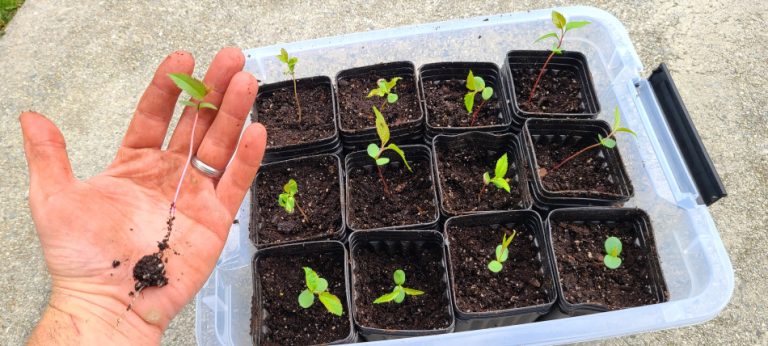 A Beginner’s Guide To Growing Apple Trees From Seed – GrowIt BuildIT