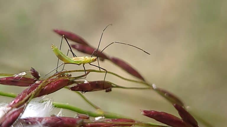 The Assassin Bug – A Scary, But Beneficial Garden Insect – GrowIt BuildIT