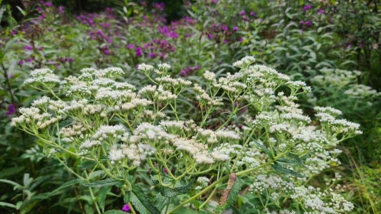 Common Boneset – An Amazing Native For Pollinators – GrowIt BuildIT