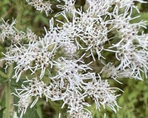 Common Boneset – An Amazing Native For Pollinators – GrowIt BuildIT