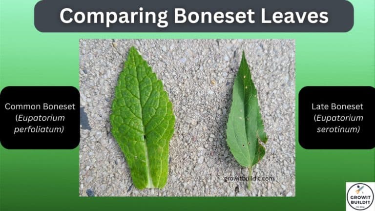 Common Boneset – An Amazing Native For Pollinators – GrowIt BuildIT