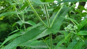 Common Boneset – An Amazing Native For Pollinators – GrowIt BuildIT