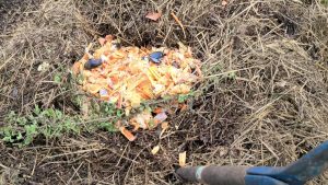 Yes! You Can Compost Shrimp Shells! – Find Why It’s Good! – GrowIt BuildIT