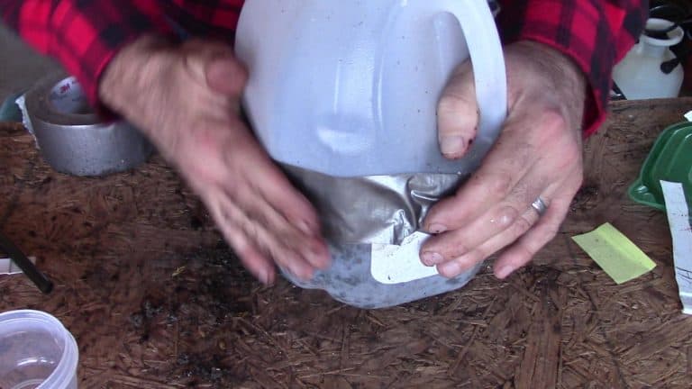 A Beginner’s Guide To Growing Apple Trees From Seed – GrowIt BuildIT