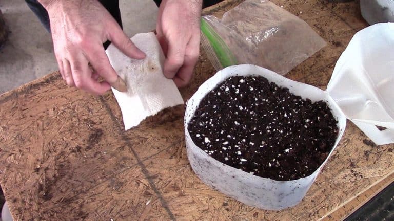 A guide to starting Red Cedar from seed, with actual results | GrowIt ...