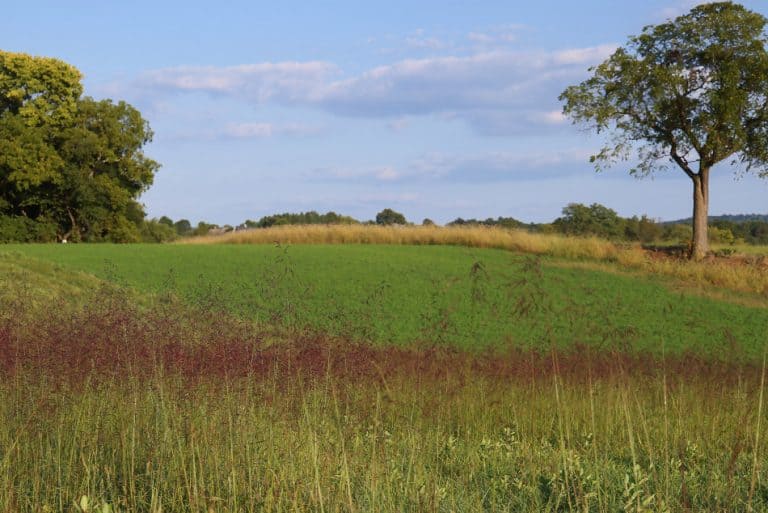 A beginner's guide to the native grass known as Purple Top | GrowIt BuildIT