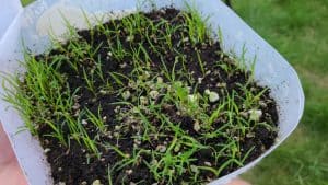 A beginner's guide to the native grass known as Purple Top | GrowIt BuildIT