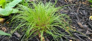 This guide will cover all the info you need to know for growing and ...