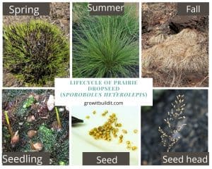 This guide will cover all the info you need to know for growing and ...