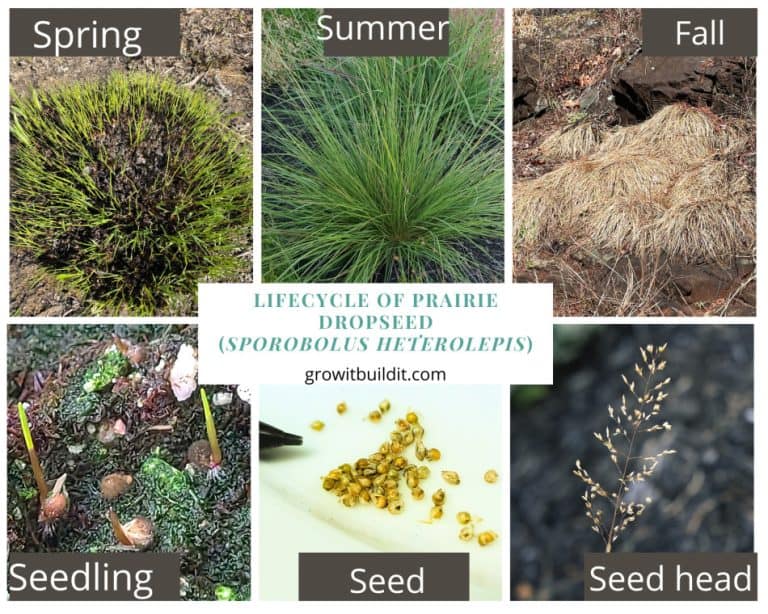 This guide will cover all the info you need to know for growing and ...