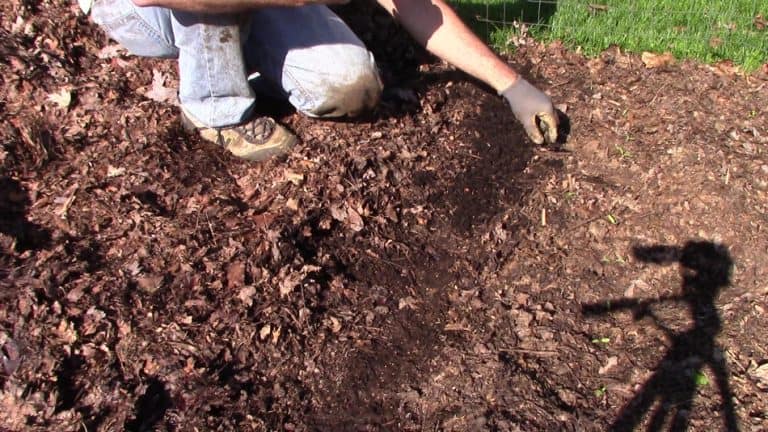 Learn exactly how to apply leaf mulch, why, and do's & don'ts | GrowIt ...