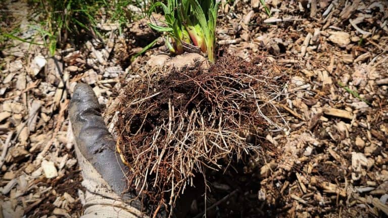 A Beginner's Guide To Rough Blazingstar | GrowIt BuildIT