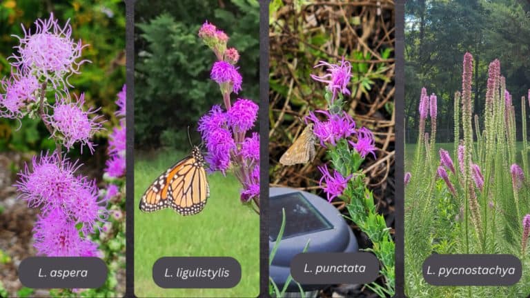 Liatris Spicata 101 – Complete Guide to Blazing Star – GrowIt BuildIT