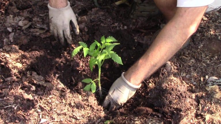 Learn exactly how to apply leaf mulch, why, and do's & don'ts | GrowIt ...